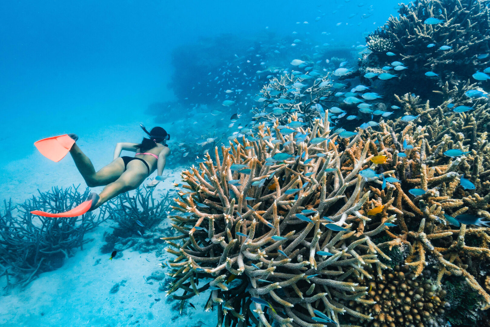 Reef, Rainforest and Wildlife: A Family Itinerary | The Tailor
