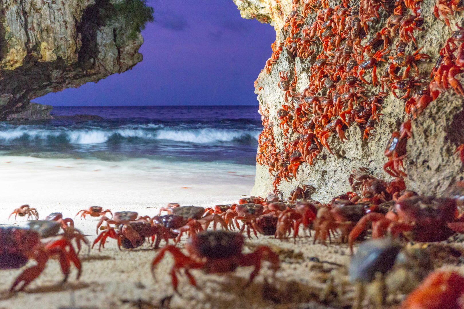 Have you ever witnessed the Red Crab Migration on Christmas Island ...