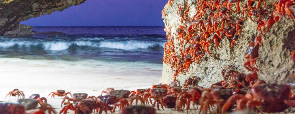 Have you ever witnessed the Red Crab Migration on Christmas Island ...