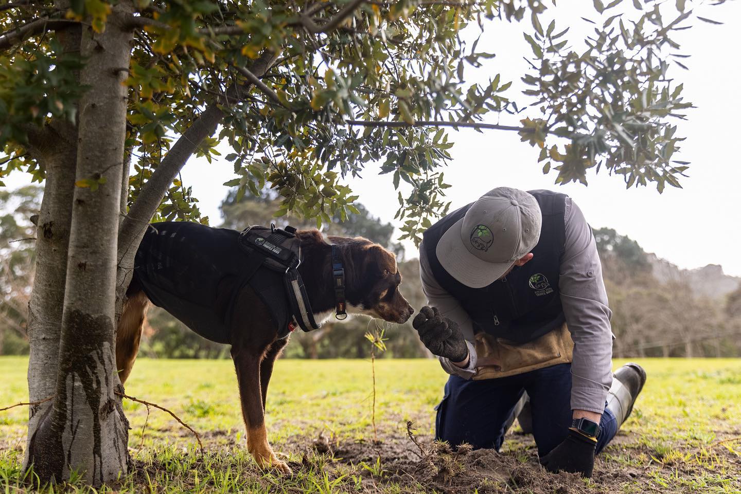 Have you ever gone truffle hunting in South Australia? | The Tailor Blog